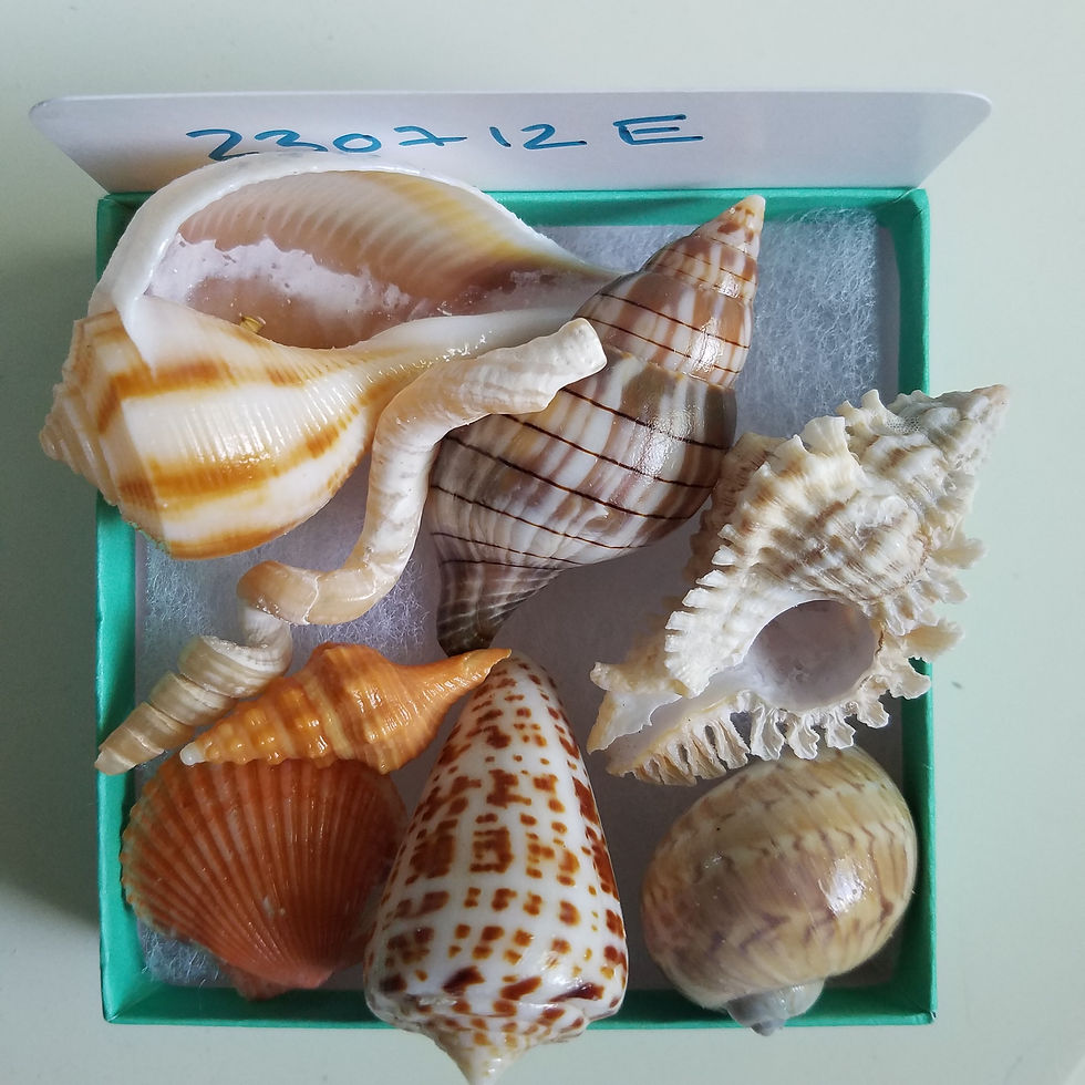 Seashells of SWFL Shell Packages for Sale