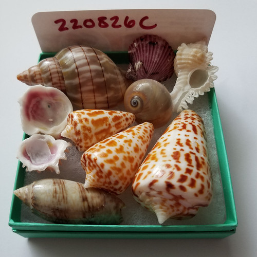 Collectible SWFL Sea Shell Package - Alphabet Cones | swflshellguide