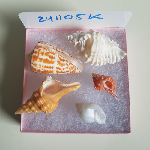 Rare Collectible SWFL Sea Shell Package - Albino Nutmeg | swflshellguide