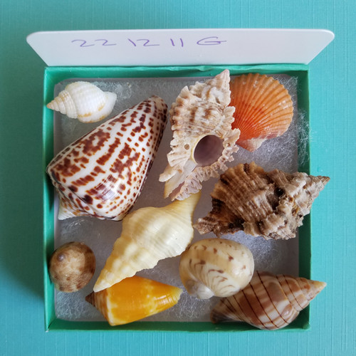 Collectible SWFL Sea Shell Package - Alphabet Cone | swflshellguide