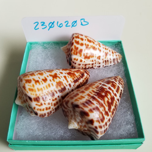 Collectible SWFL Sea Shell Package - Chocolate Alphabet Cones ...