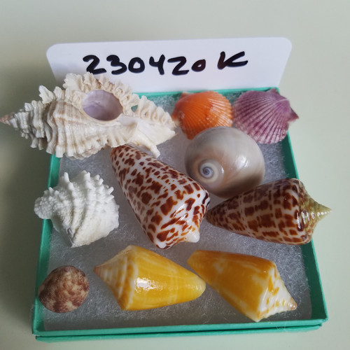 Collectible SWFL Sea Shell Package - Cones | swflshellguide