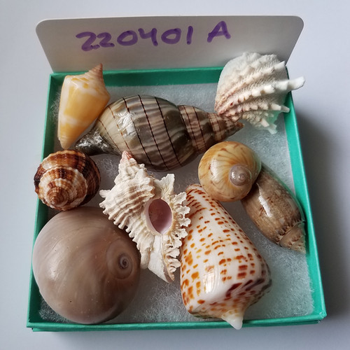 Collectible SWFL Sea Shell Package - Starter Kit | swflshellguide