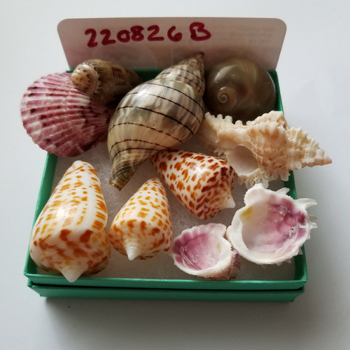 Collectible SWFL Sea Shell Package - Alphabet Cones | swflshellguide