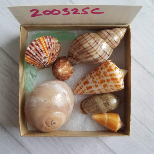 Collectible SWFL Sea Shell Package - Sea Glass Shark Eye Cones ...