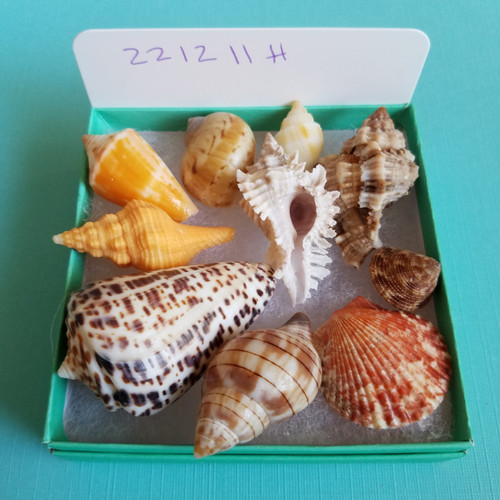 Collectible SWFL Sea Shell Package - Alphabet Cone | swflshellguide