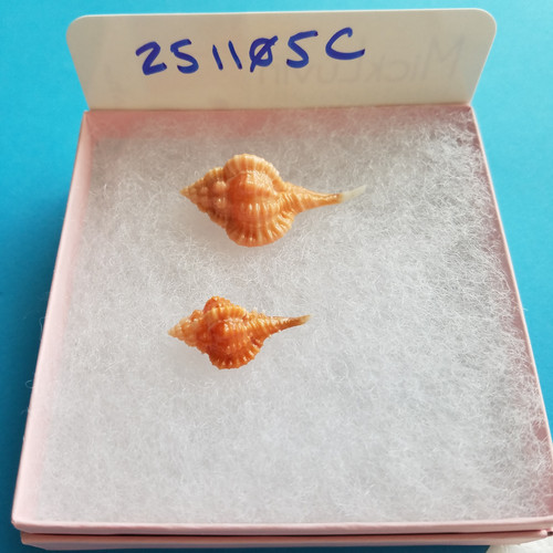 Collectible SWFL Sea Shell Package - Two Rose Murex | swflshellguide