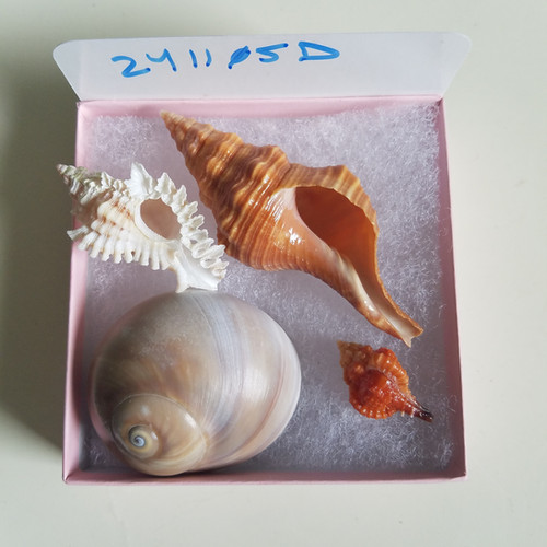 Rare Collectible SWFL Sea Shell Package - Rose Murex | swflshellguide