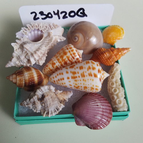 Collectible SWFL Sea Shell Package - Starter Kit | swflshellguide