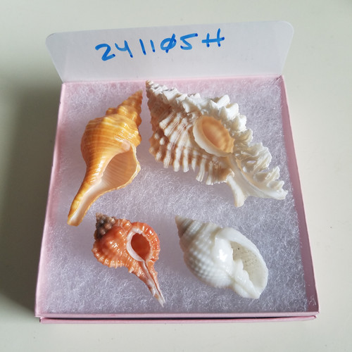 Rare Collectible SWFL Sea Shell Package - Albino Nutmeg | swflshellguide