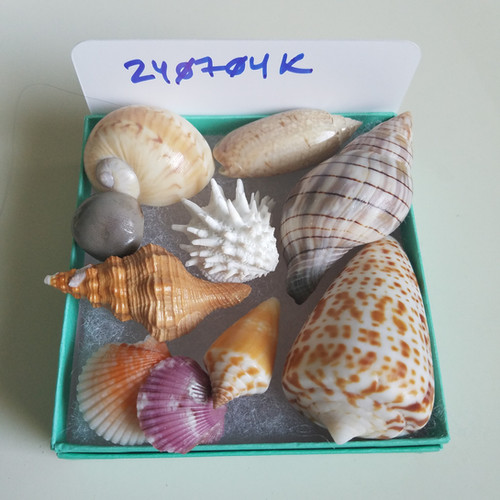 Collectible SWFL Sea Shell Package - Alphabet Cone& Sea Bean ...