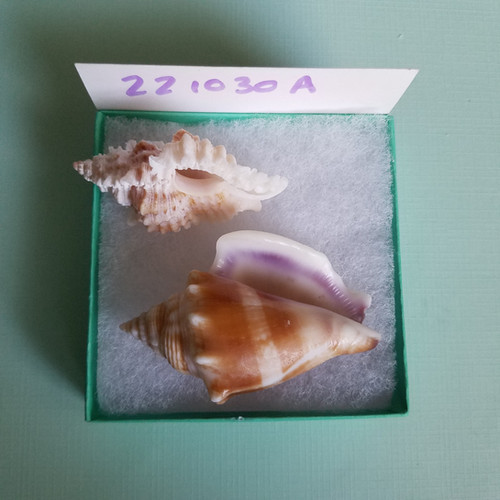 Collectible SWFL Sea Shell Package - Purple Lip Fighting Conch ...