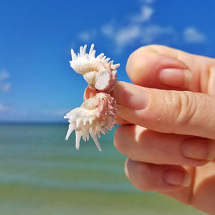 Naples & Marco Island Shelling Tours | United States | SWFL Shell Guide