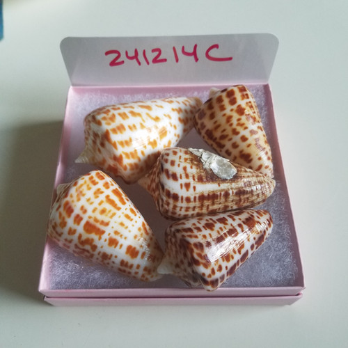 Collectible SWFL Sea Shell Package - Alphabet Cones | swflshellguide