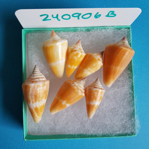 Lot of SWFL Florida Cone Shells (7) | swflshellguide
