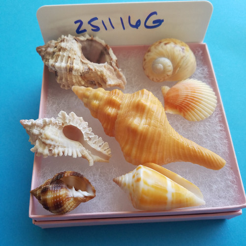 Collectible SWFL Sea Shell Package - Dark Nutmeg & Horse Conch ...