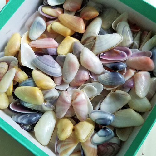 BULK SHELLS! Coquina Coquinas Shells (1/4 Cup) | swflshellguide