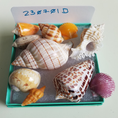 Collectible SWFL Sea Shell Package - Starter Kit | swflshellguide