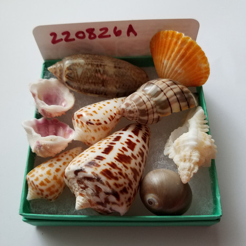Collectible SWFL Sea Shell Package - Alphabet Cones | swflshellguide