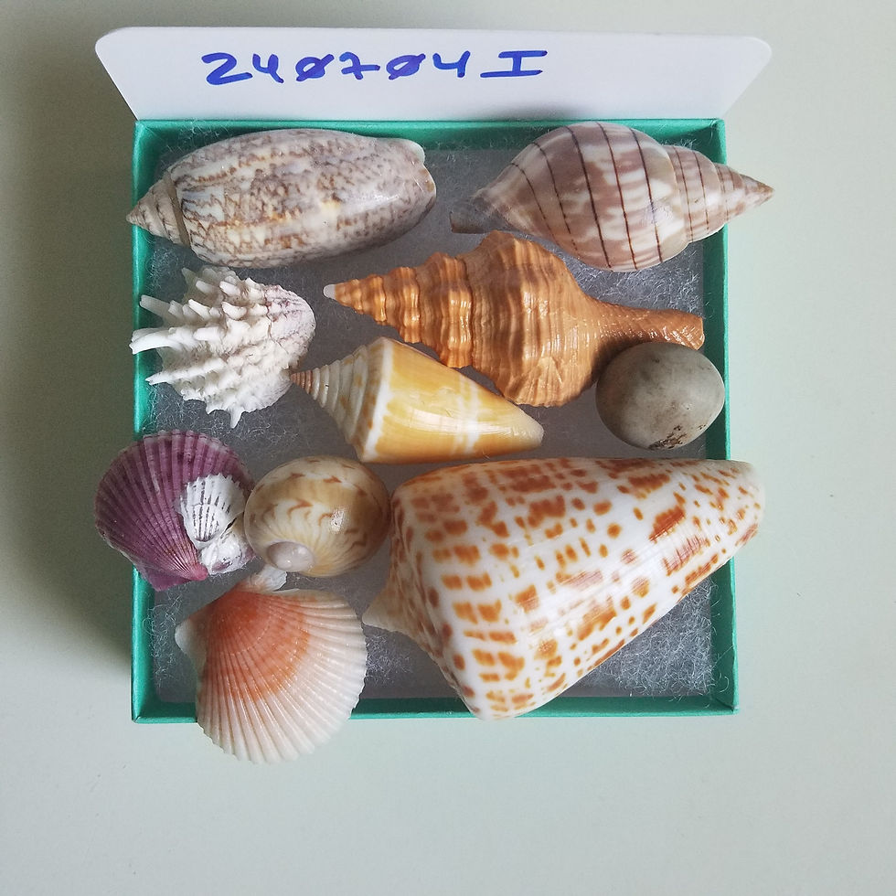 Collectible SWFL Sea Shell Package - Alphabet Cone & Sea Bean ...