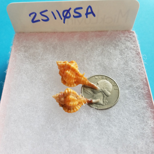 Collectible SWFL Sea Shell Package - Two Rose Murex | swflshellguide