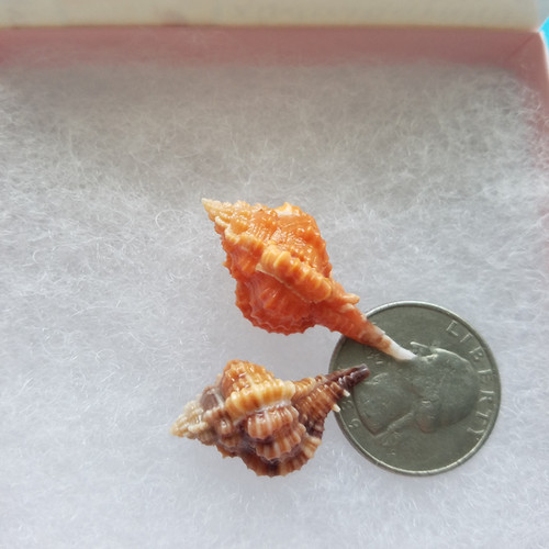 Collectible SWFL Sea Shell Package - Two Rose Murex | swflshellguide