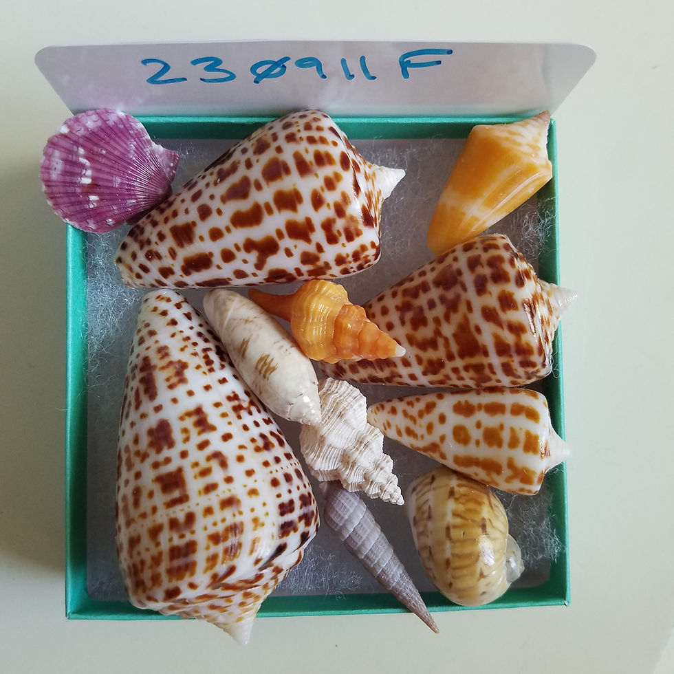 Seashells of SWFL Shell Packages for Sale