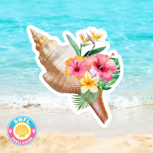 Sticker - Bloom N Shells - Horse Conch | swflshellguide