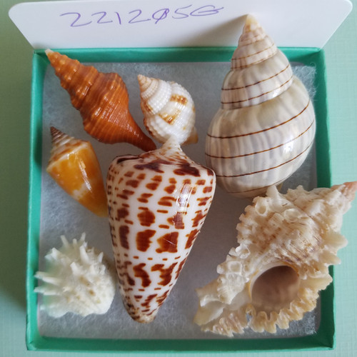Collectible SWFL Sea Shell Package - Alphabet Cone | swflshellguide