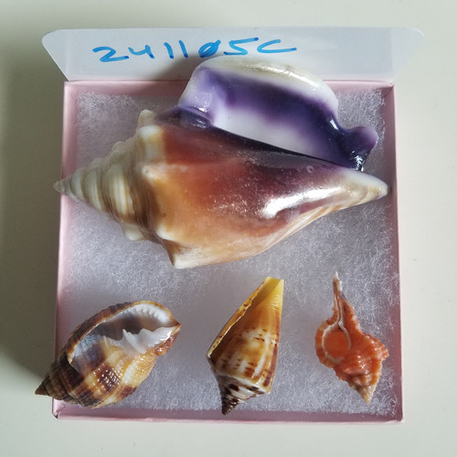 Rare Collectible SWFL Sea Shell Package - Purple-Lip FFC | swflshellguide