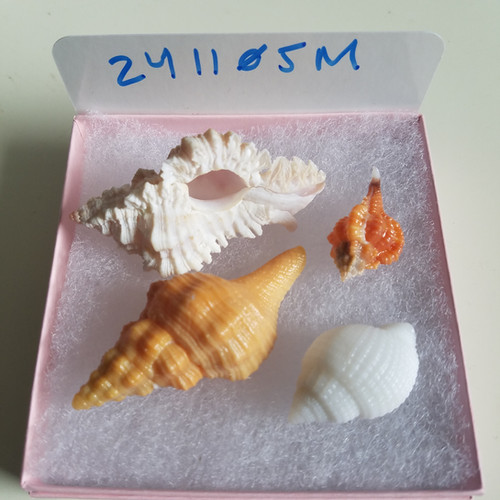 Rare Collectible SWFL Sea Shell Package - Albino Nutmeg | swflshellguide