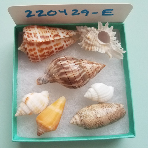 Collectible SWFL Sea Shell Package - Albino Nutmeg | swflshellguide