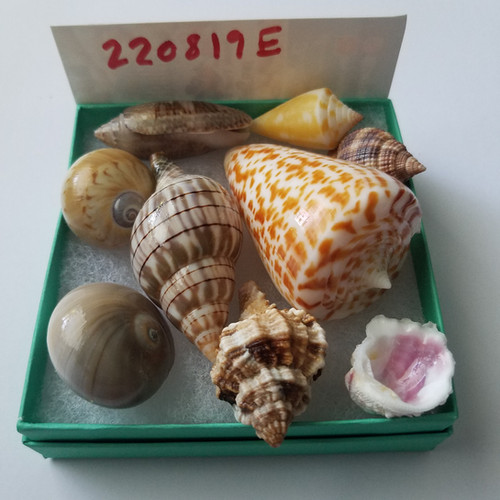 Collectible SWFL Sea Shell Package - Alphabet Cone | swflshellguide