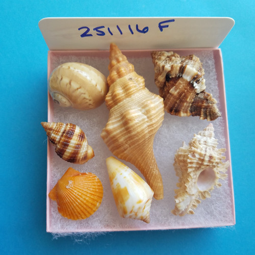 Collectible SWFL Sea Shell Package - Dark Nutmeg & Horse Conch ...