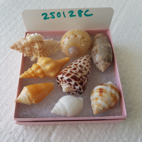 Collectible SWFL Sea Shell Package - Albino Nutmeg | swflshellguide