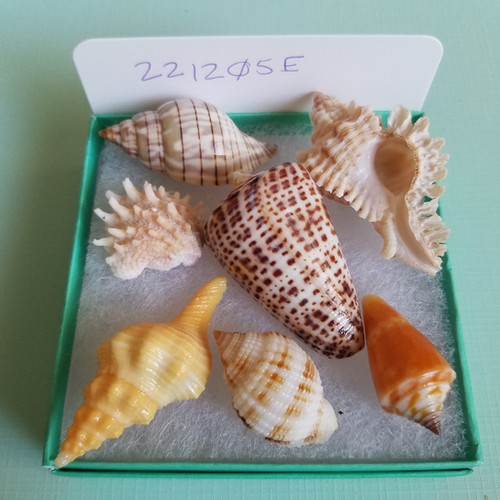 Collectible SWFL Sea Shell Package - Alphabet Cone | swflshellguide