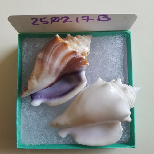 Collectible SWFL Sea Shell Package - Albino & Purple-Lip Fighting C ...