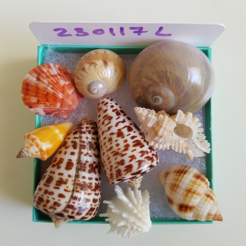 Collectible SWFL Sea Shell Package - Alphabet Cones | swflshellguide