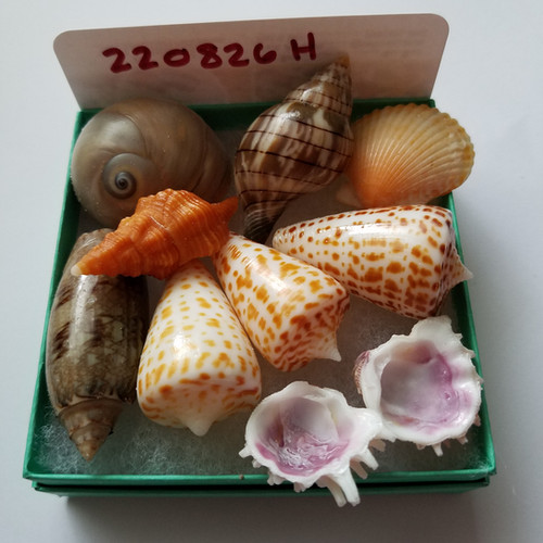 Collectible SWFL Sea Shell Package - Alphabet Cones | swflshellguide
