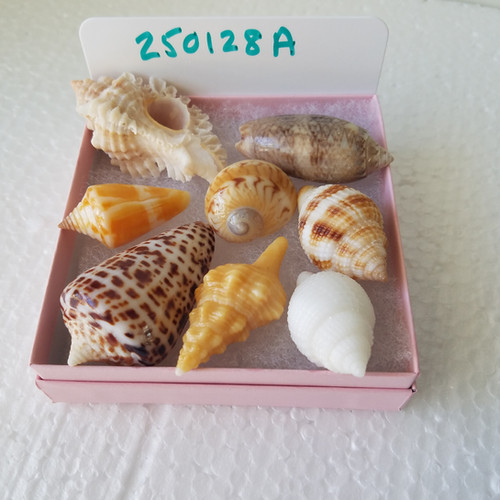 Collectible SWFL Sea Shell Package - Albino Nutmeg | swflshellguide