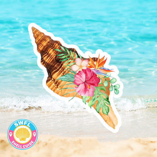 Sticker - Bloom N Shells - Pony Horse Conch | swflshellguide
