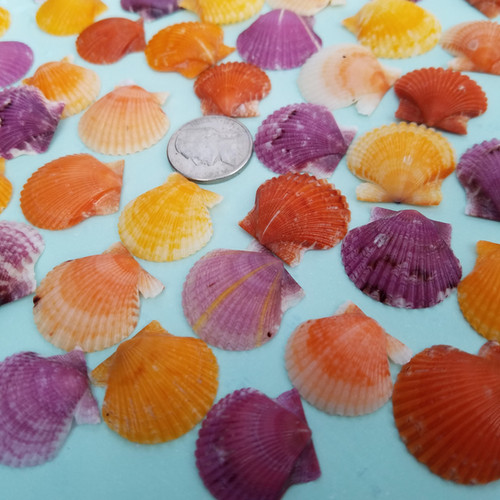 BULK SHELLS! Colorful Scallops (40) | swflshellguide