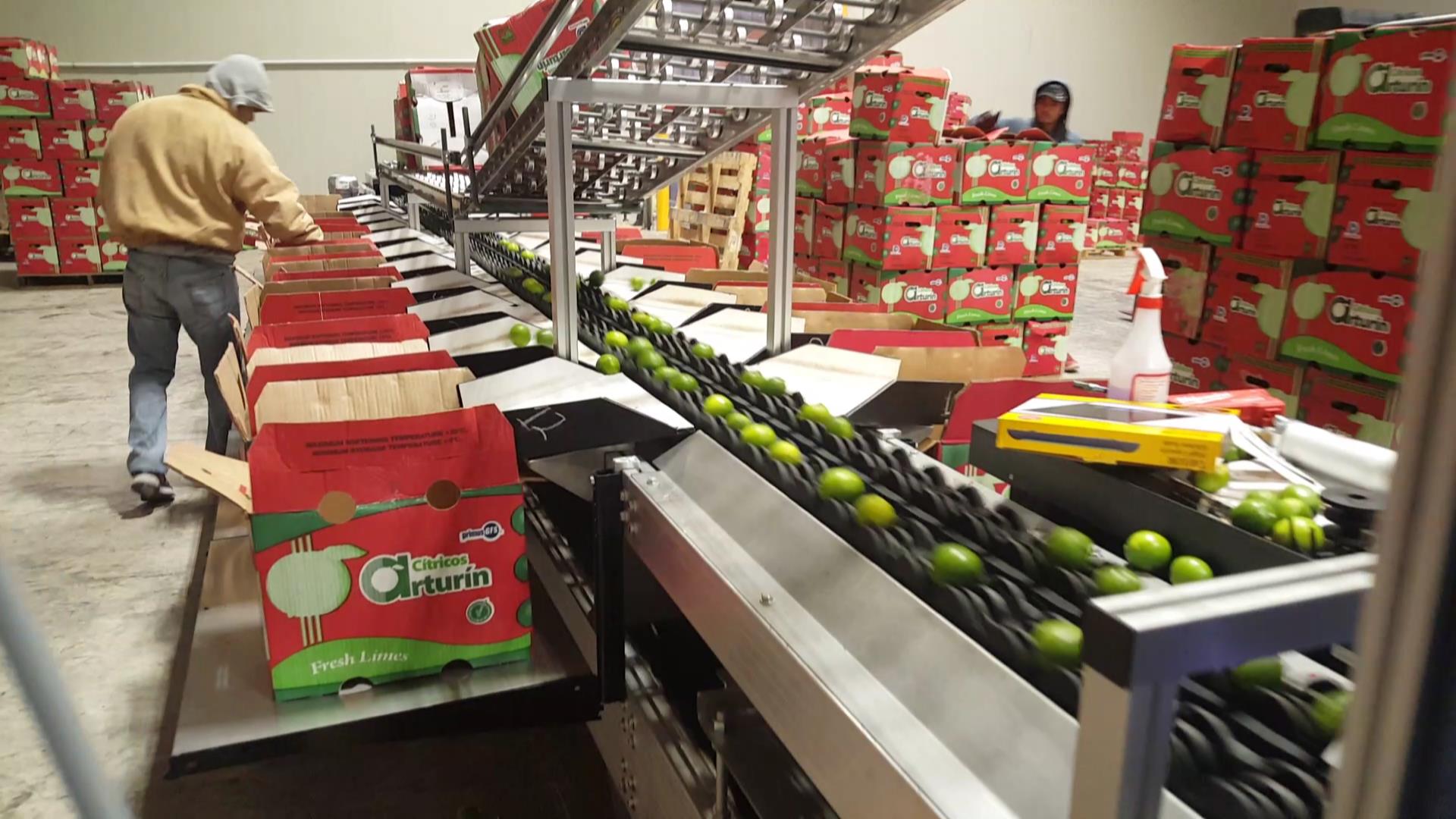 Fruit Sorting Machine | Katy | Insight Sorters LLC