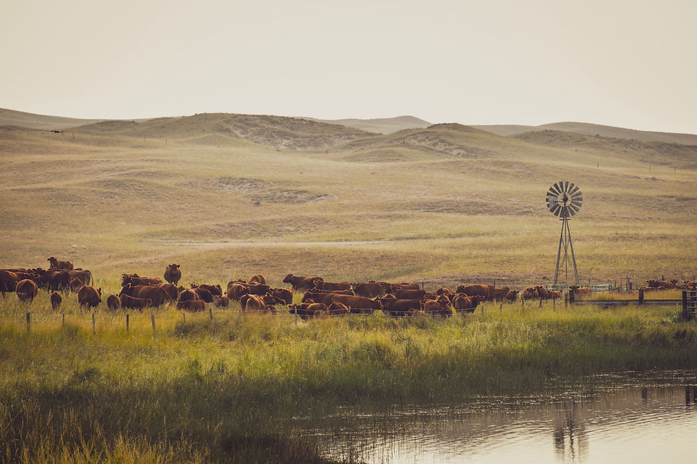 Flying Diamond Beef | environmentally smart beef