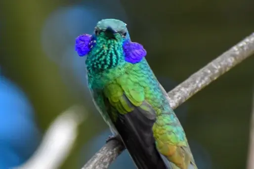 Avistamiento de Aves | Parque Chicaque