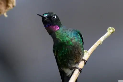 Avistamiento de Aves | Parque Chicaque