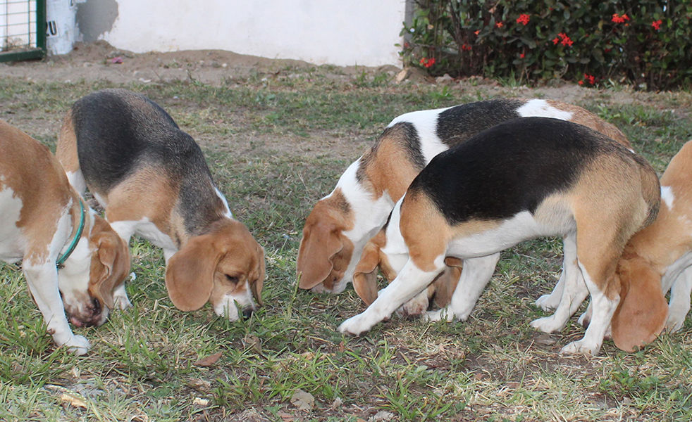 El Beagle como cazador