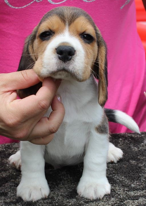 Aspectos importantes en la crianza de un Beagle