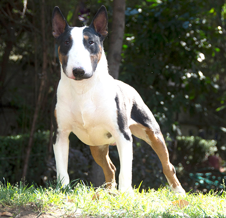 Los Bull Terrier Son Buenos Con Otros Perros