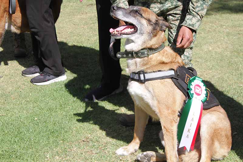 Jubilación de Héroes Caninos del Ejército Mexicano
